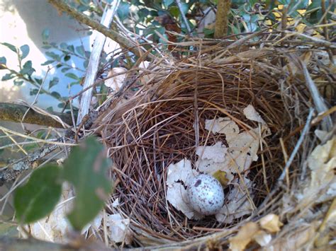 Protecting The Nest Today S Blog Post Blogthefarm Wordpress Com 2013 04 09 Protecting
