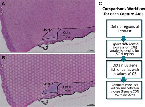 Spatial Transcriptomics Reveal Basal Sex Differences In Supraoptic