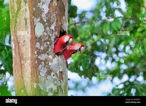 Scarlet Macaw Ara Macao Breeding Pair With Radiotelemetry Collar In
