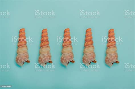 파란색 배경에 다양한 조개 패턴 바다 조개와 복사 공간이있는 여름 시간 카드 0명에 대한 스톡 사진 및 기타 이미지 0명 개념 관광 Istock