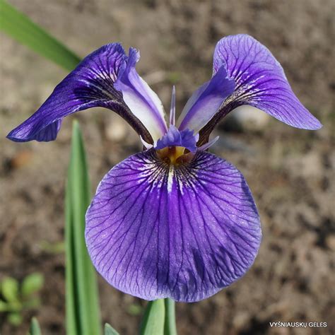 Iris Setosa Dwarf Form Daylily Phlox Eu