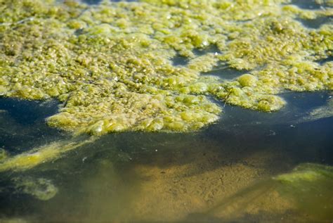 Eutrophication Algae