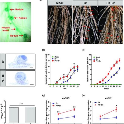 Pdf Priming Of Rhizobial Nodulation Signaling In The Mycosphere