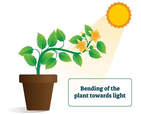 Plant Hormones Gcse Biology Revision