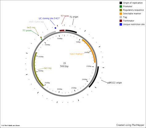 Addgene Pet His6 Sumo Tev Lic Cloning Vector 1s