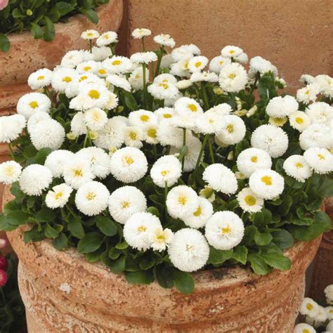 Bellis Seeds Bellis Perennis White English Daisy Flower Seed