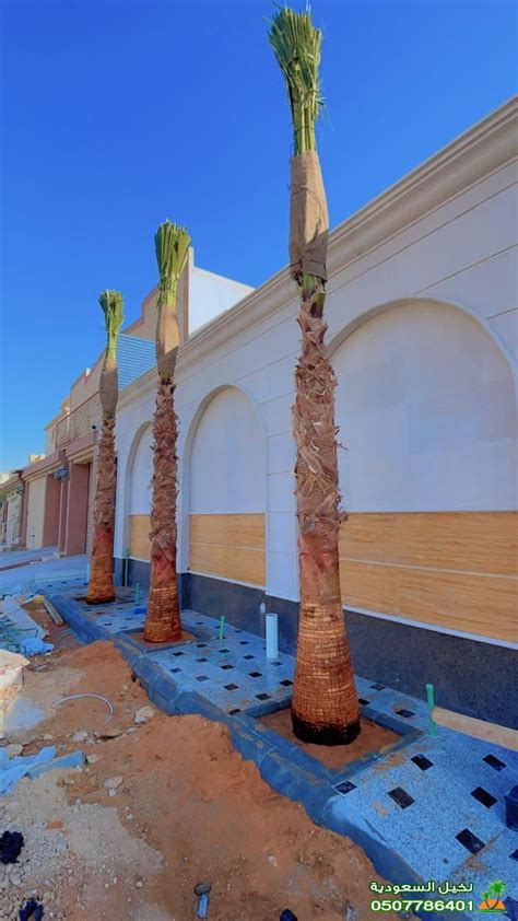 انواع الواشنطونيا أنواع نخيل الزينة بالرياض