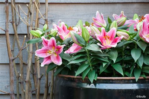 Cómo Cuidar Azucenas Plantar Y Cultivar Lilium Spp