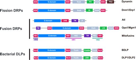 Schematic Representation Of The Domain Organization Of Dynamin And