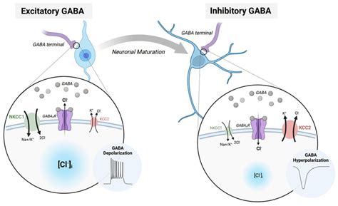 The Excitatoryinhibitory Transition Of Gaba During Neurodevelopment