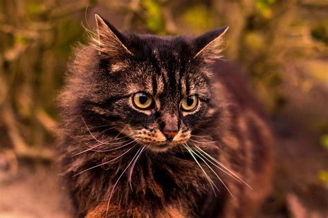 Кот на прогулке - обои для рабочего стола, картинки, фото