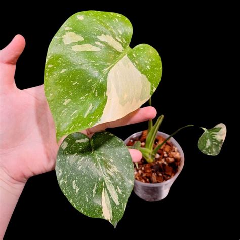 Variegated Monstera Thai Constellation Plant In Nursery Pot Unique C