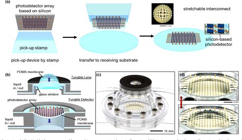Figure 1 From Bio Inspired Visual Systems Based On Curved Image Sensors And Synaptic Devices