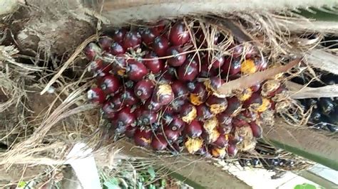 My First Project Object Detection Model V8 2025 05 10 12 50pm By Dnjisme