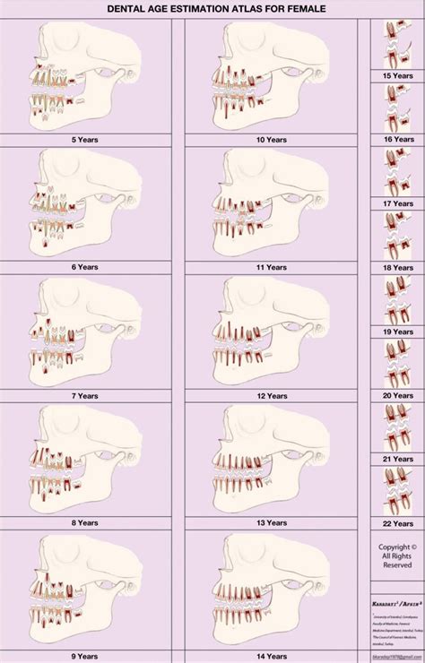 Atlas Of Human Tooth Development And Eruption For Females Age Group