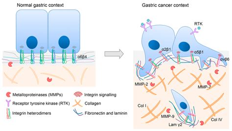 Representative Image Of Major Ecm Integrin Alterations In Gastric Download Scientific Diagram