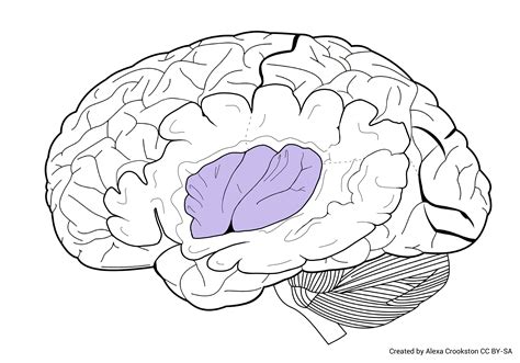 Lobes Of The Human Brain Introduction To Neuroscience