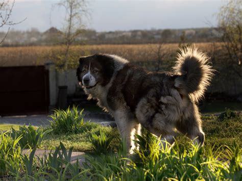 Caucasian Shepherd A Large Fluffy Loyal And Powerful Breed