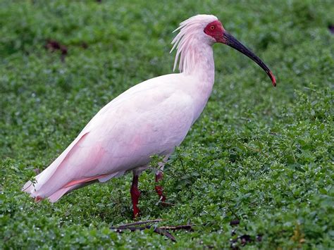 Crested Ibis Nipponia Nippon Birds Of The World