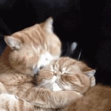 Funny Kiss S Tenor