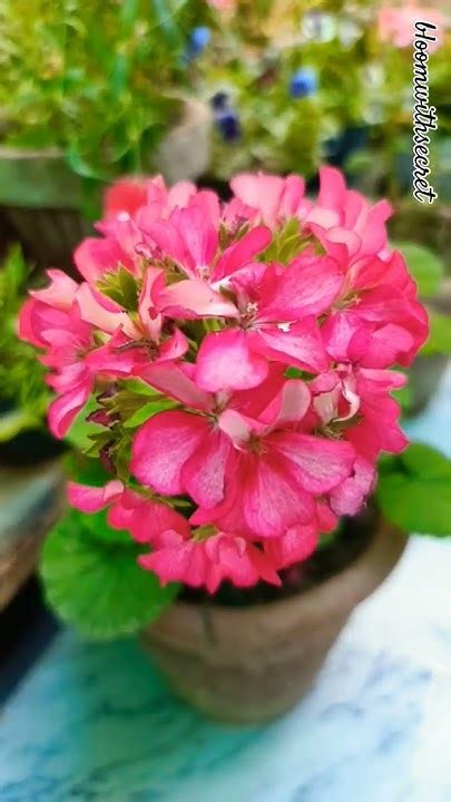 Gerranium🌸dailyroutine Beatifulnature Dailyvlog Naturelovers