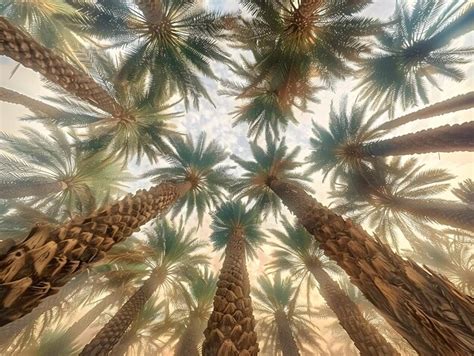 Premium Photo Alley Of Palm Trees Along The Road View From Below Neural Network Ai Generated Art