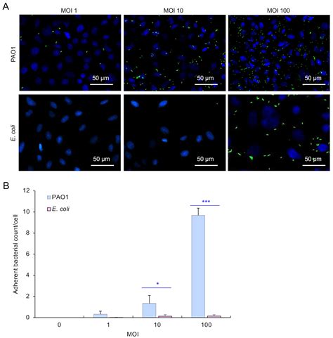 Video Automated High Throughput Detection Of Bacterial Adherence To Host Cells