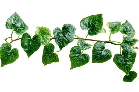Ivy Pngs For Free Download