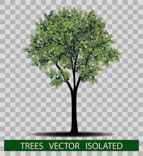 Premium Vector Tree And Leafs Vector Illustration