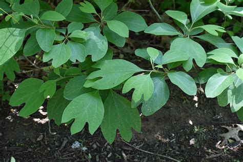 How To Grow And Care For Sassafras