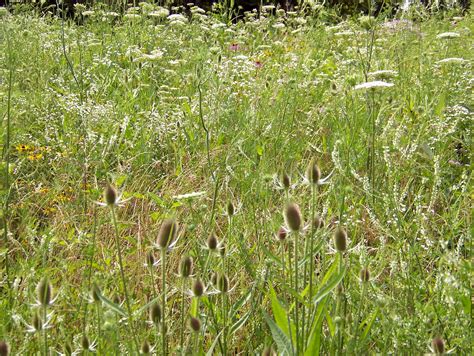 무료 이미지 들 목초지 대초원 골짜기 여름 꽃 무늬의 환경 녹색 조용한 풍경화 목장 신선한 고요한 식물학 지독한 플로라 시즌 식물의 평원