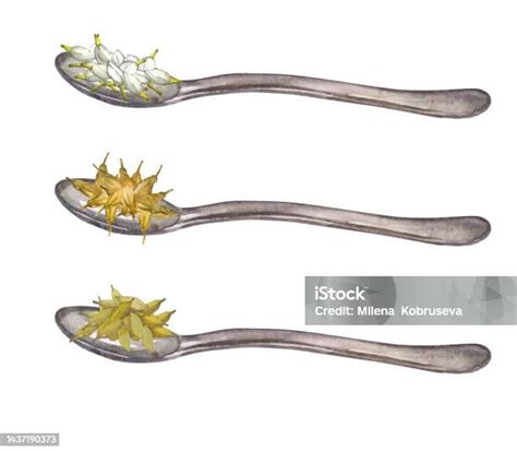 꽃 봉오리와 수채화 그림 찻 숱가락 흰색 배경에 격리된 손으로 그린 카드 패키지 디자인 조리 기구를 위한 꽃 봉오리 그림이 있는 티스푼 구도에 대한 스톡 벡터 아트 및 기타