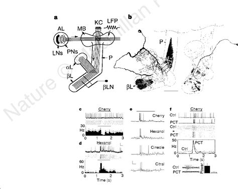 Figure 1 From The Role Of Oscillatory Synchronization In The Decoding