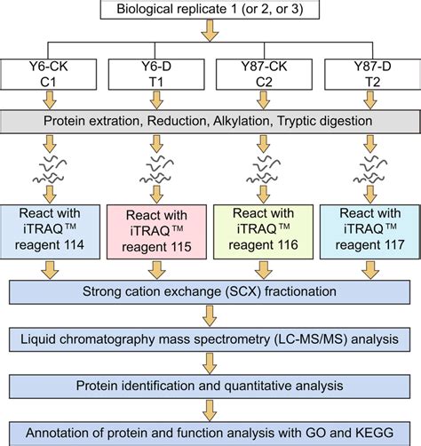Schematic Representation Of Itraq 4 Plex Labeling Used To Identify