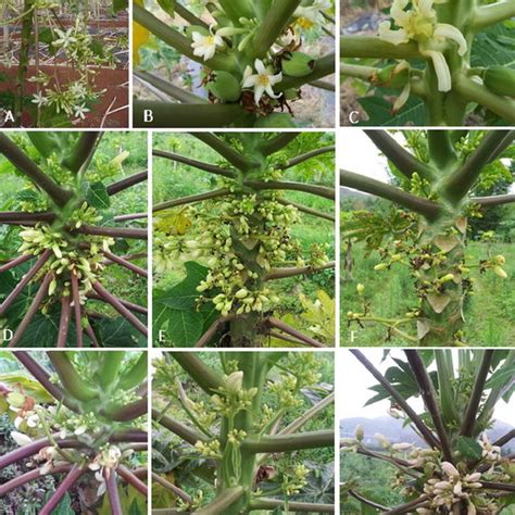 The Normal Sex Types And Ems Induced Sex Reversal Papaya Mutants A Download Scientific Diagram