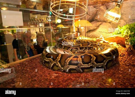 Python In A Terrarium One Of The Largest Snake Species In The World Python One Of The Largest