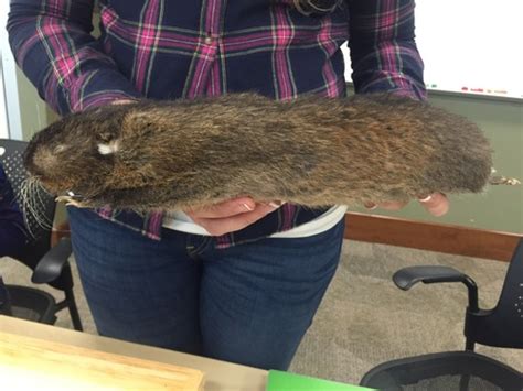 Mammalogy Lab 7 Flashcards Quizlet