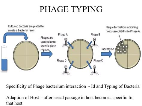 Bacteriophages And Their General Characteritics Pptx