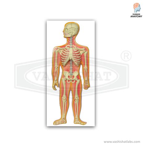 human skeletal system model