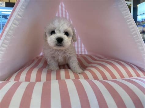 비숑프리제 삼 사모예드책임분양 스피츠책임분양 시바견책임분양 시베리안허스키책임분양 시츄책임분양 요크셔테리어책임분양 웰시코기책임분양 이탈리아그레이하운드책임분양 치와와책임분양