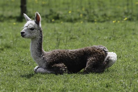 Alpaca Babies Cria Alpaca Walking Spring Farm Alpacas