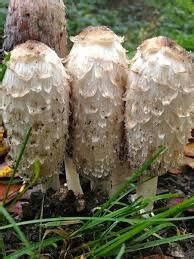 Wild Shaggy Mane Mushrooms Foragesf — Book Wild Food Foraging Classes
