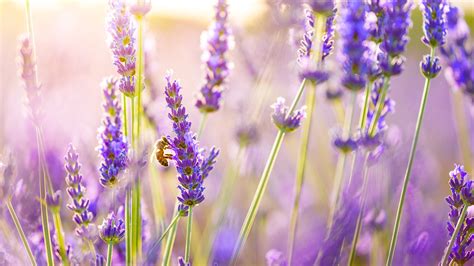 1360x768 Flowers Lavender Laptop Hd Hd 4k Wallpapersimages