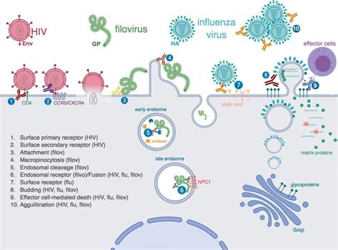 Antibody Responses To Viral Infections A Structural Perspective Across