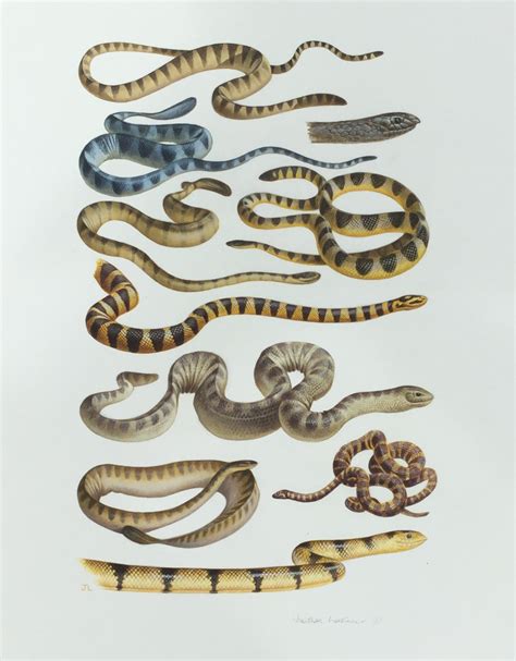 Plate 63 Elapidae Jonathan Latimer Art
