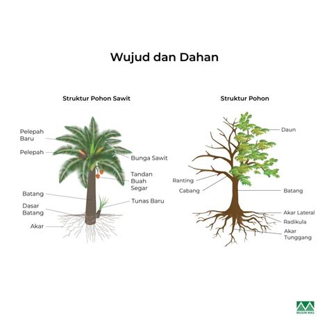 Anatomi Kelapa Sawit 5 Perbedaan Kelapa Sawit Dengan Pohon Pada