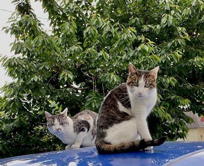 トリ猫家族ワシのニャンダフルライフ