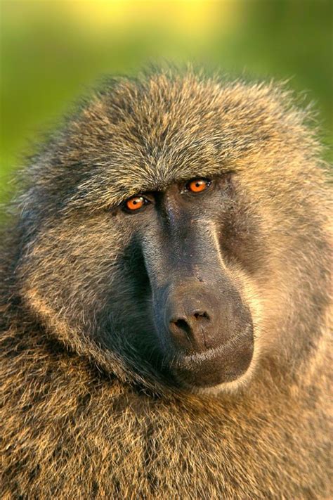Five Species Of Baboon Are Commonly Recognized Although There Is Some