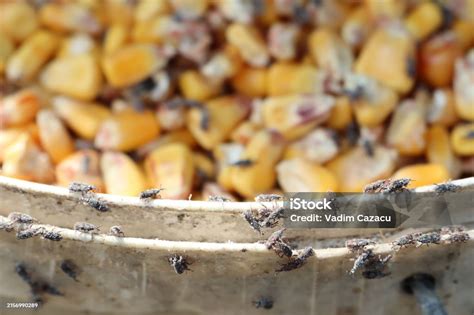 infested corn kernels with flies cause contamination and health risks