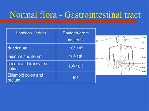 Ppt Normal Flora Powerpoint Presentation Id661768